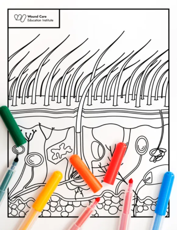 free coloring pages for anatomy